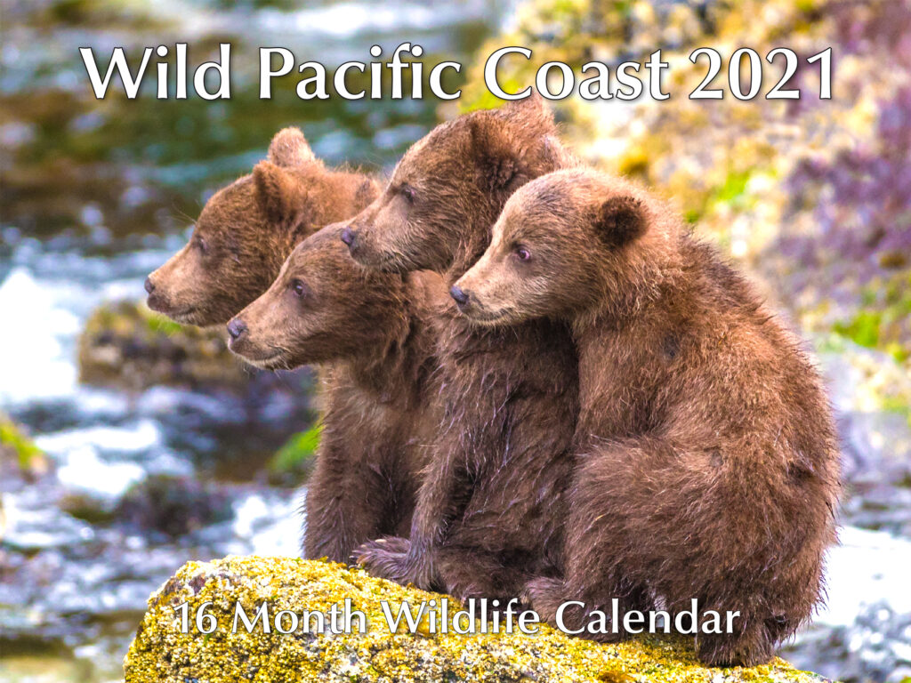 Wild Pacific Coast 2021 Calendar | Shop Online | Royal BC Museum